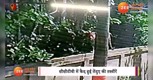 gonda viral Leopard again seen in DM bungalow pictures captured in CCTV watch video employees in ...