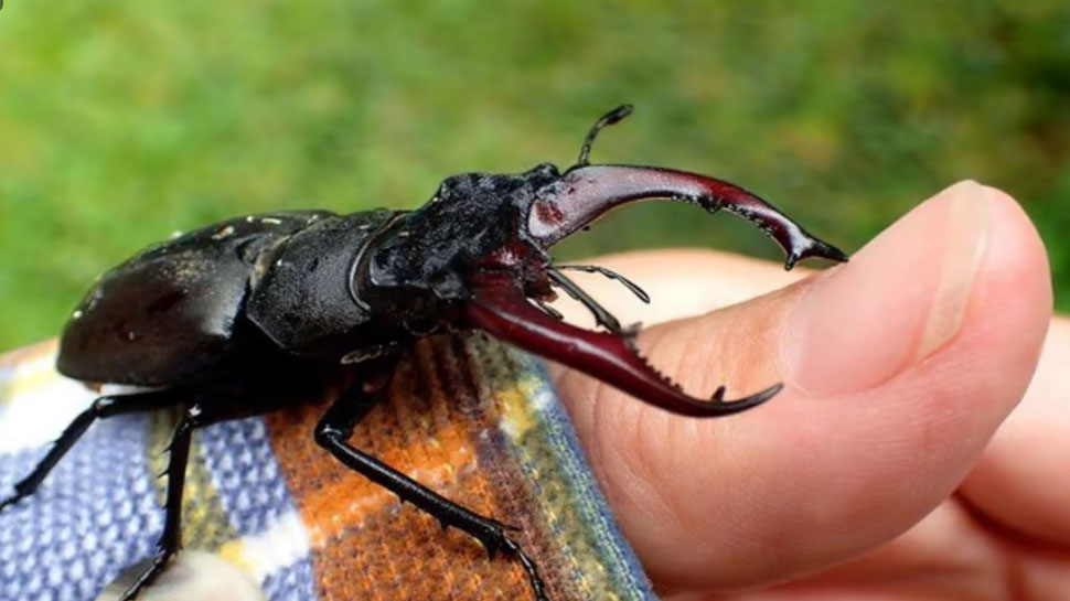 this insect can make you crorepati how it is possible, as it is Worlds ...