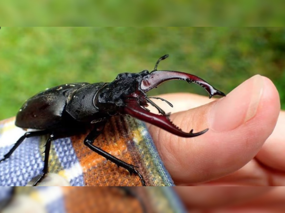 this insect can make you crorepati how it is possible, as it is Worlds ...