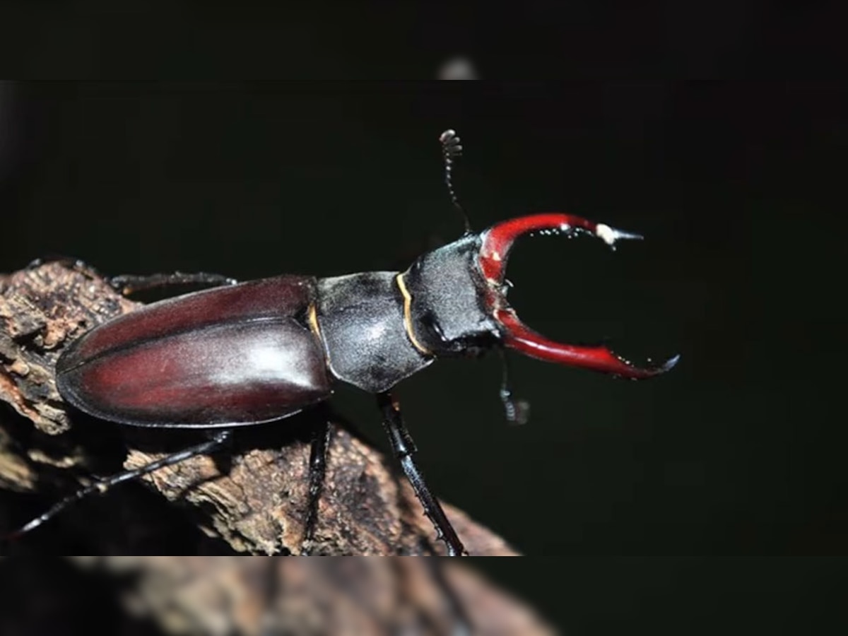 this insect can make you crorepati how it is possible, as it is Worlds ...