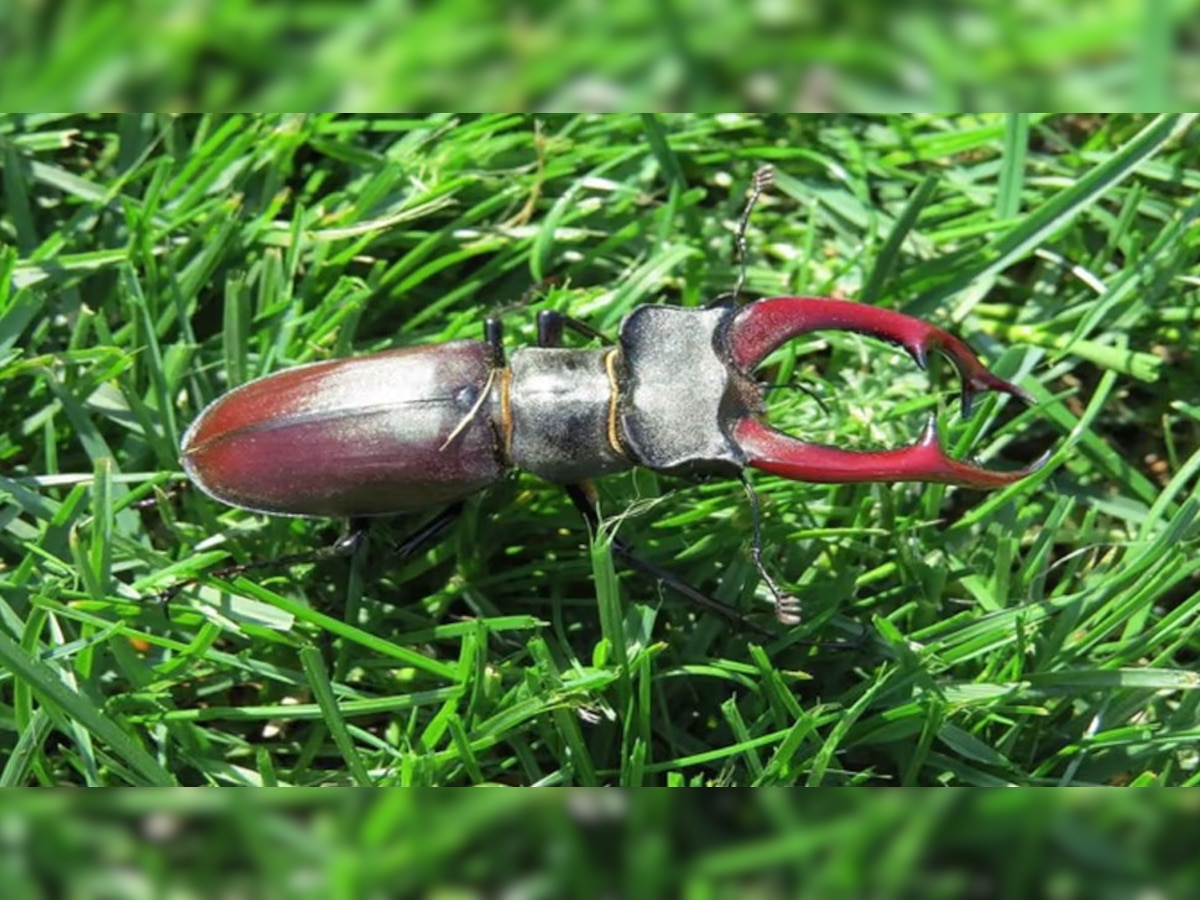 this insect can make you crorepati how it is possible, as it is Worlds ...