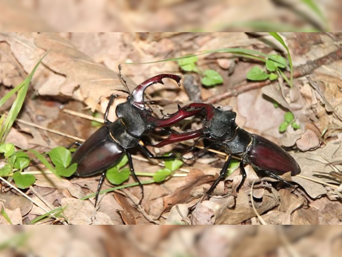 this insect can make you crorepati how it is possible, as it is Worlds ...