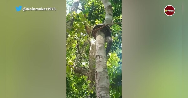 trending shocking video of Python climbing on Tree in rapid way goes ...