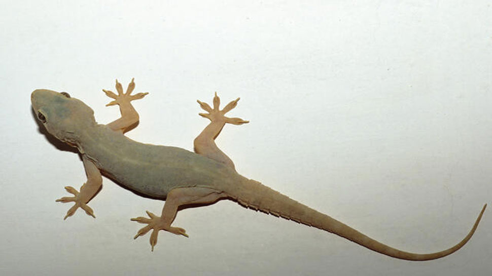know vastu tips Different postures of Lizard tell about our future ...