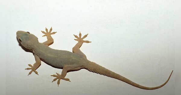 know vastu tips Different postures of Lizard tell about our future ...