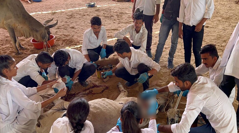 Lumpy skin disease People united in service of cows isolation center ...