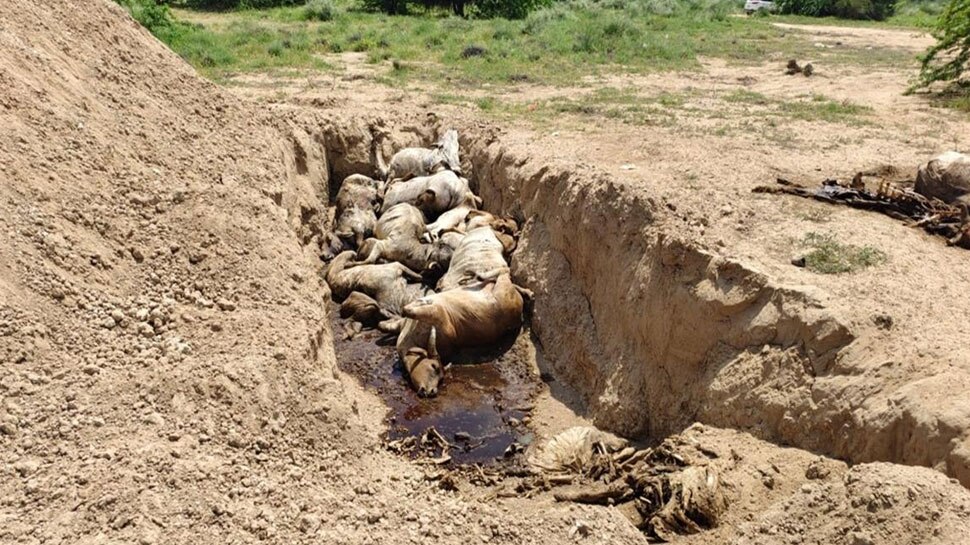 Rajasthan Barmer Lumpy Skin Infection crematorium in western Rajasthan ...