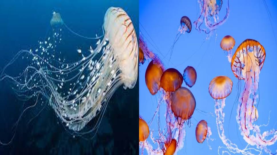 Jellyfish Facts Amazing Animals qualities Jellyfish very dangerous for ...