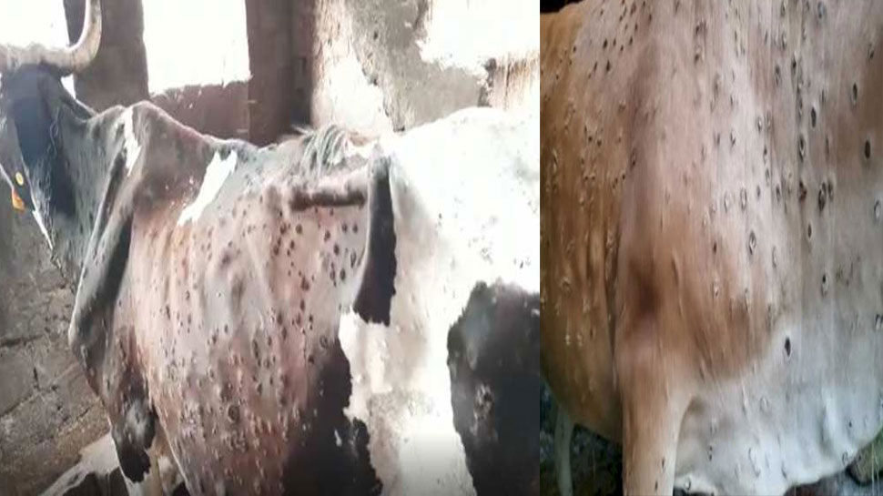 Lumpy disease can be treated with homeopathy medicines here how to use ...