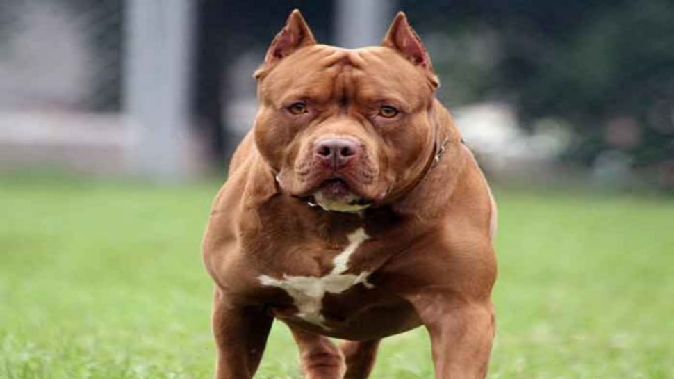 Pitbulls one of the most dangerous dog Here are things you should know ...