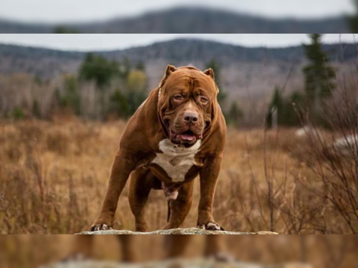 Pitbulls one of the most dangerous dog Here are things you should know ...