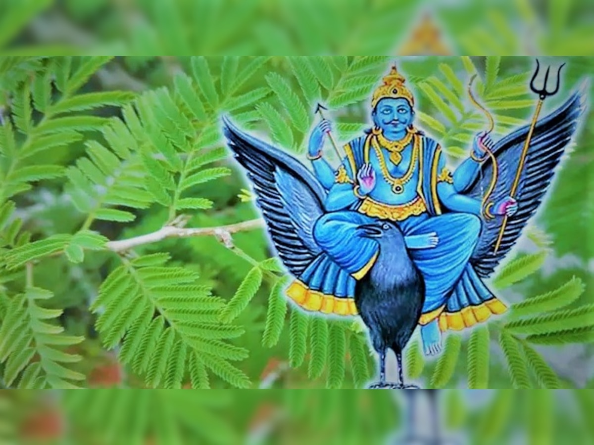 Shami Plant Benefits: शनि देव के प्रिय इस पौधे के हैं अनगिनत फायदे, मां ...