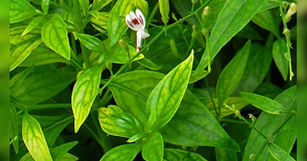 medicinal plant kalmegh cleans the blood well know its other benefits ...