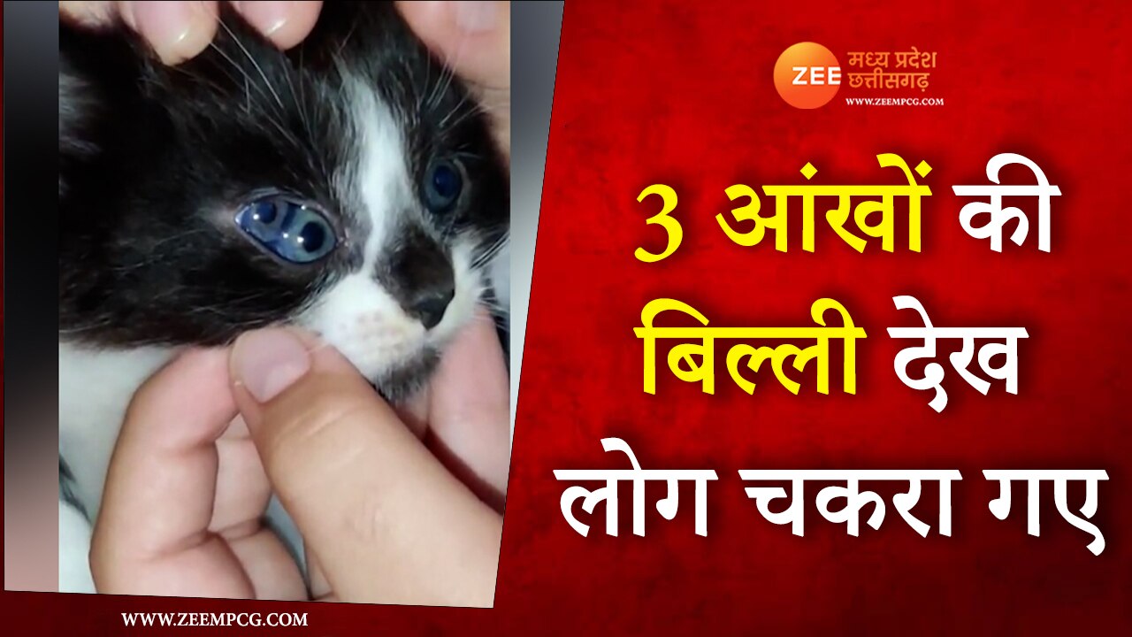 3 Eyed Cat Viral Video people shocked to see apmp | 3 Eyed Cat Viral ...