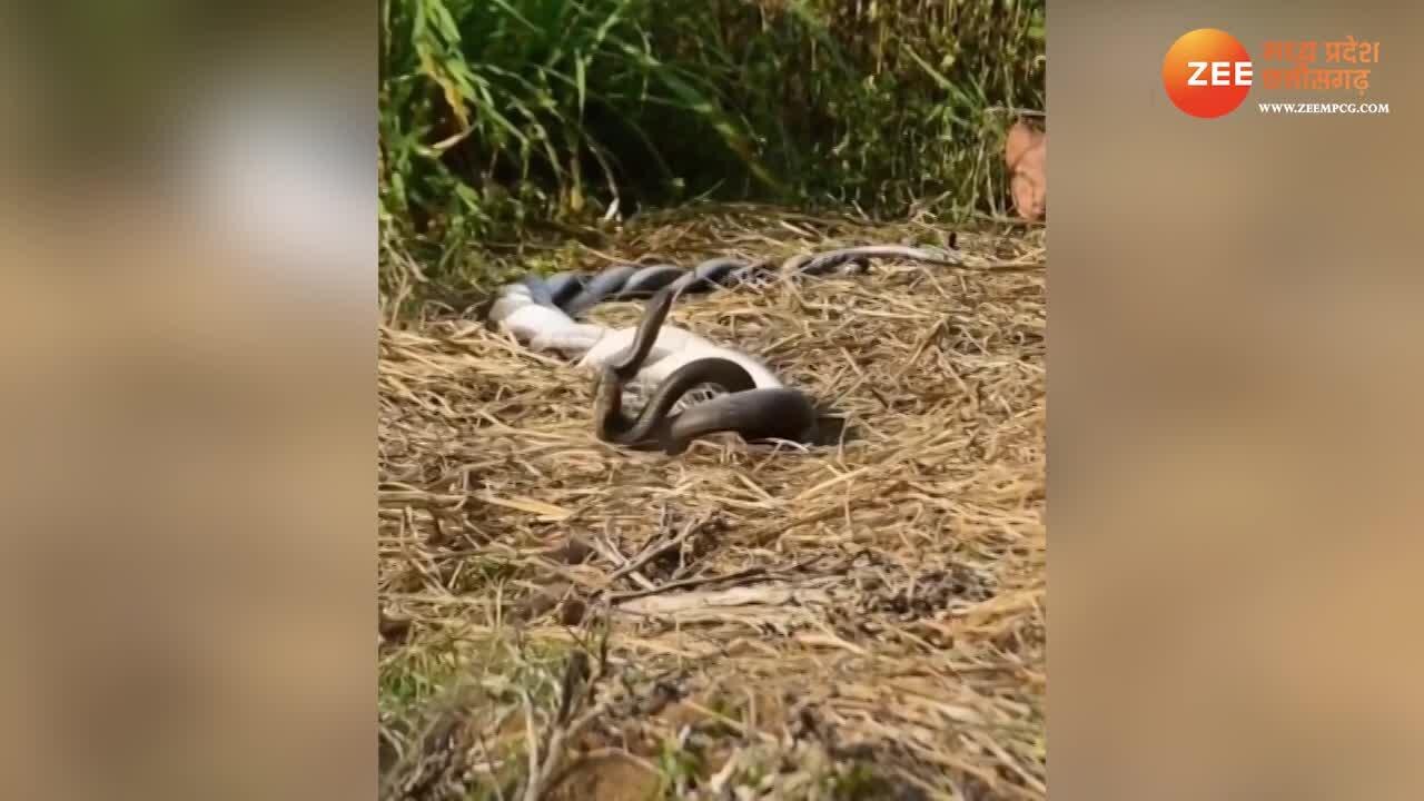 Naag Nagin ka video Snake Love Sanp Wild Animal romance scene viral ...