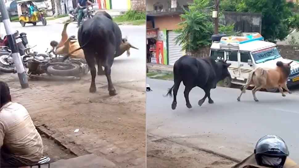 fierce fight between two bulls see video with WWE commentary saand ki ...