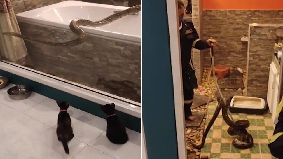 python snake in bathroom bathtub video snake shocking woman viral video ...