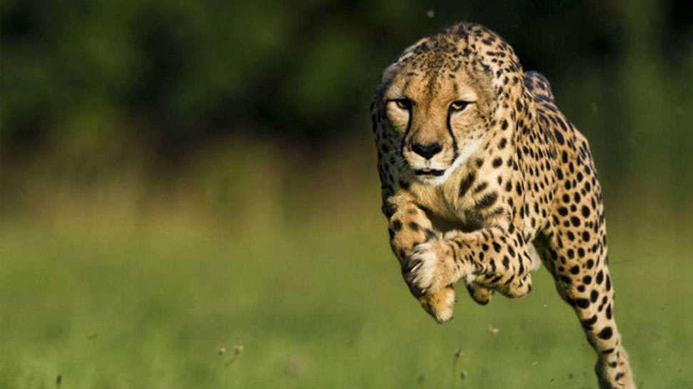 world fastest land animal is set to make a comeback in India after 50 ...