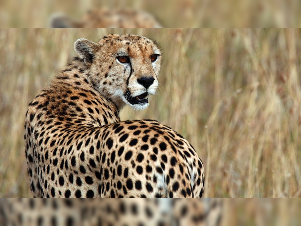 world fastest land animal is set to make a comeback in India after 50 ...