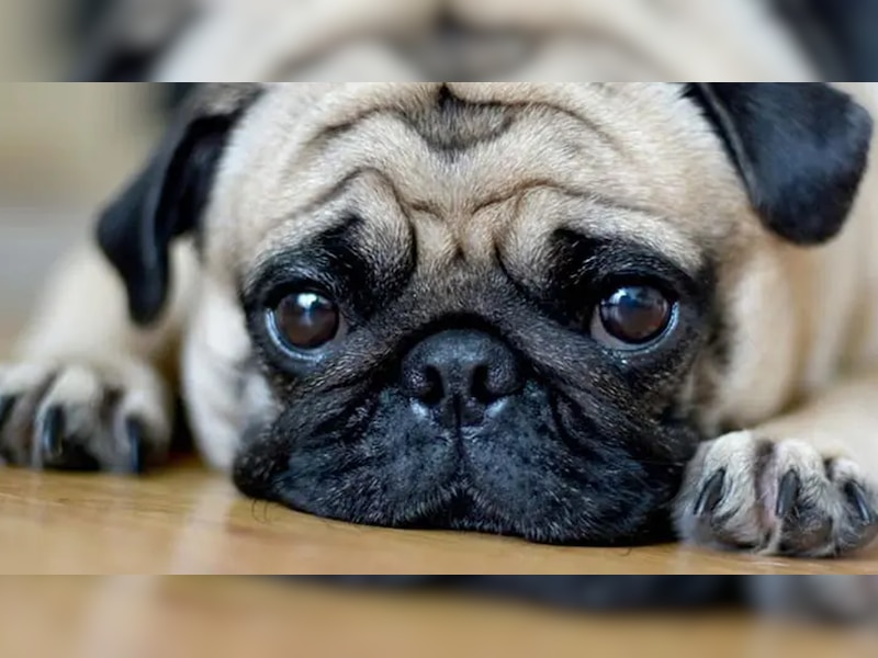 Pug Vodafone Dog most preferred breed information know special ...