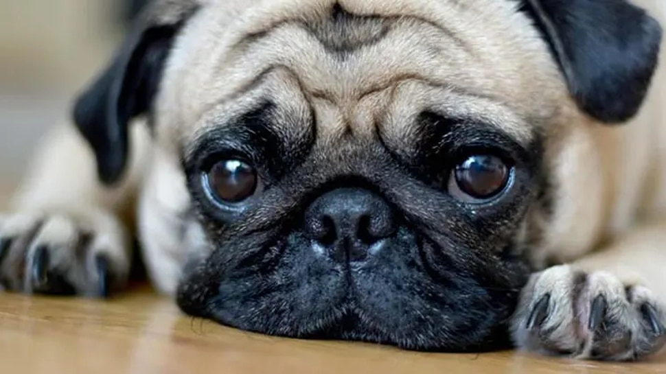 Pug Vodafone Dog most preferred breed information know special ...