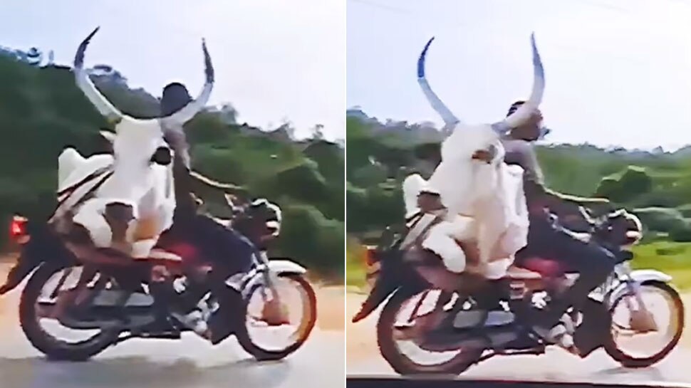 trending bull on bike video viral users trolling bike driver angry over ...