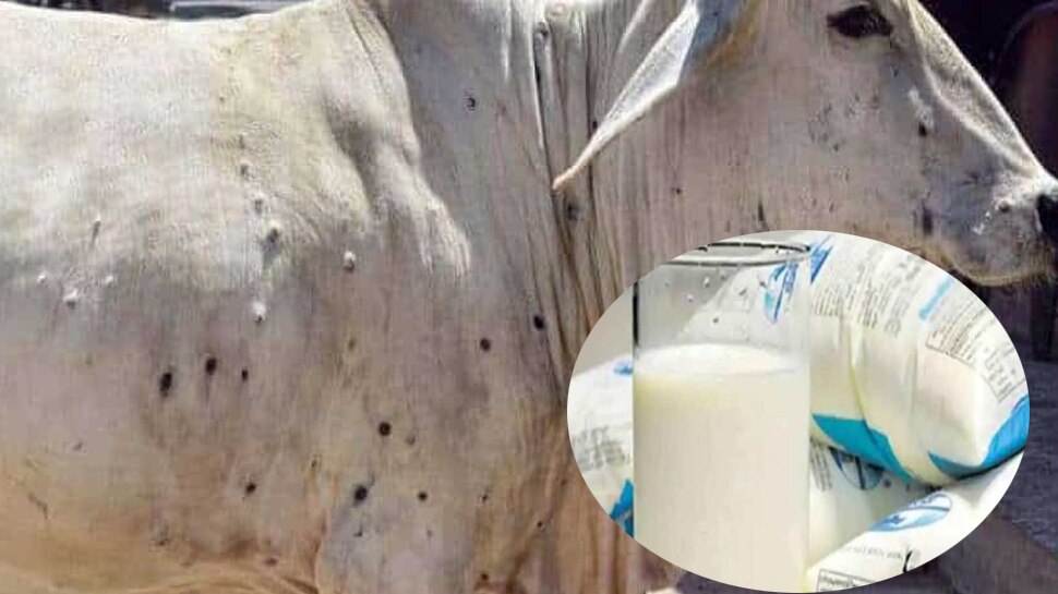 Lumpy virus spreading in cow milk people should avoid it by taking ...