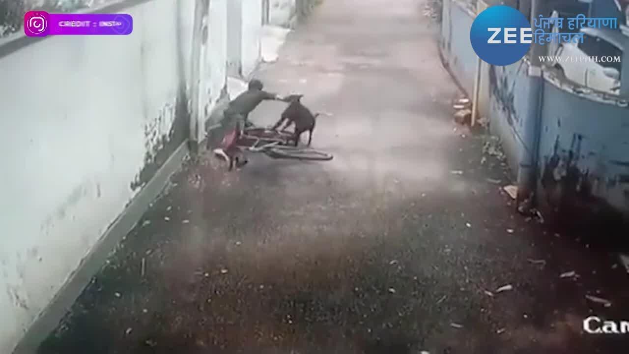 kerala dog biting video stray dog attacked class 7 boy badly captured ...