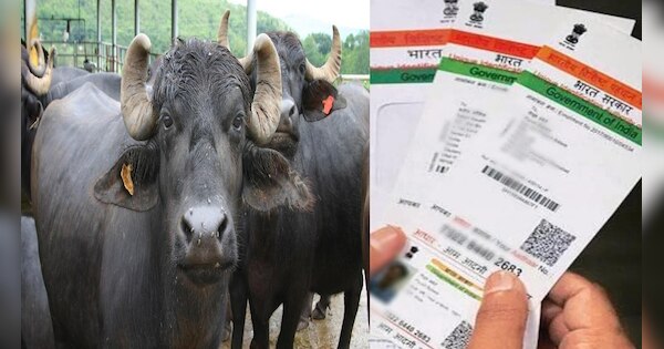 Pashu Aadhaar Now your buffalo will also made Aadhar card PM Modi said ...
