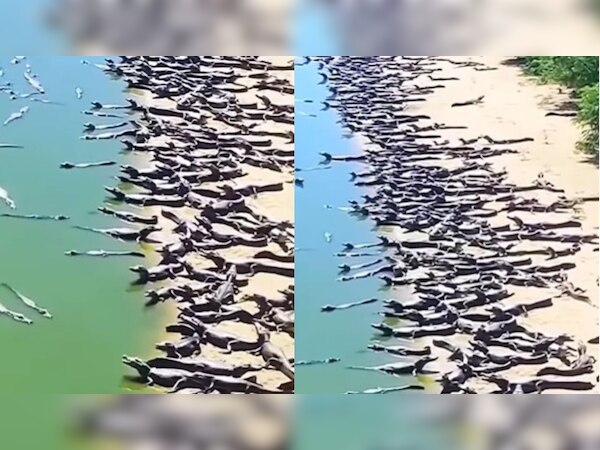 Resting the Alligators went viral on social media crocodiles Video ...