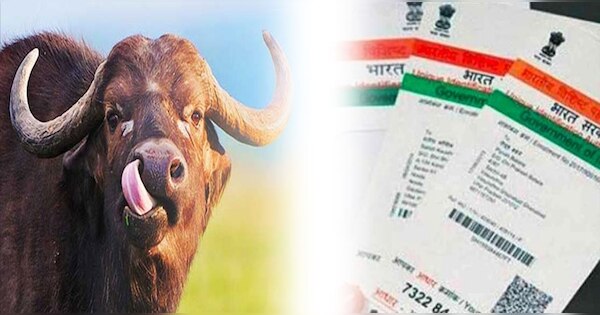 Pashu Aadhaar Big news amidst lumpy skin infection now buffalo will ...