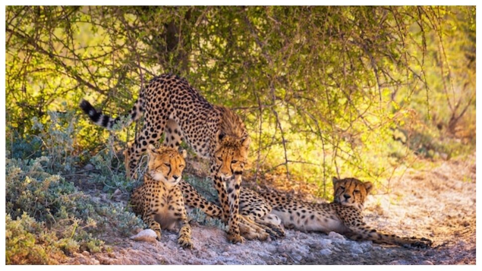 Cheetah Will Starve During Their Journey From Namibiya To India ...