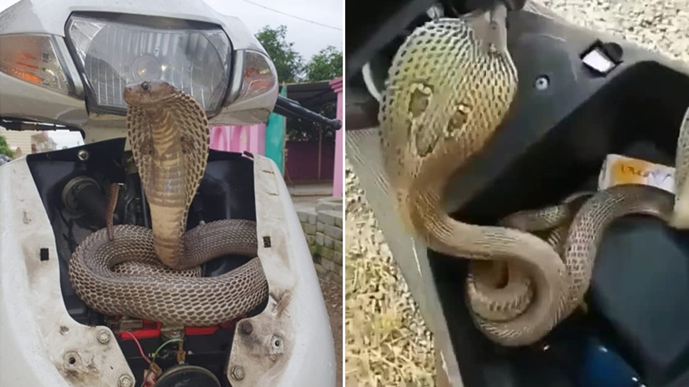 Snake Video: Scooter driver be careful dangerous snake is hiding ...