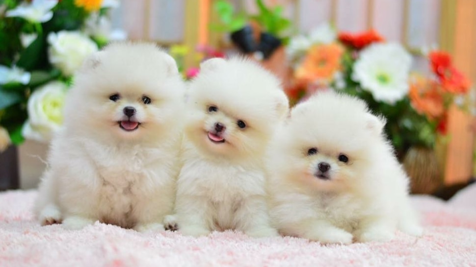 Friendly Dog breeds these dogs are very cute family homely dog images ...