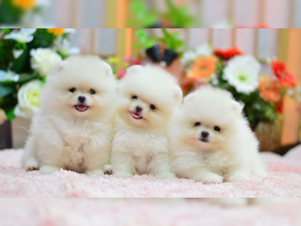 Friendly Dog breeds these dogs are very cute family homely dog images ...