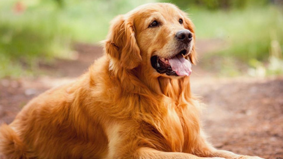 Friendly Dog breeds these dogs are very cute family homely dog images ...