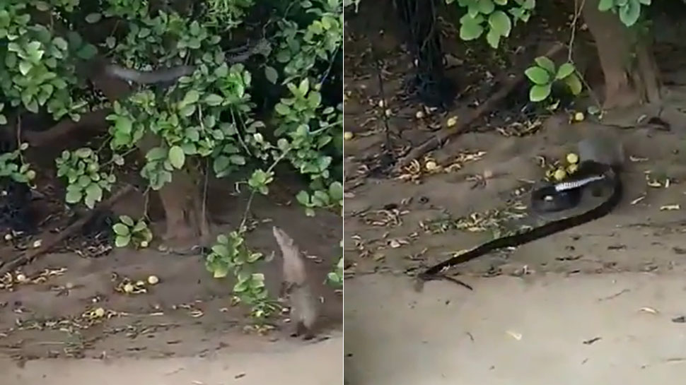 mongoose and snake dangerous fight mongoose killed the snake and won ...