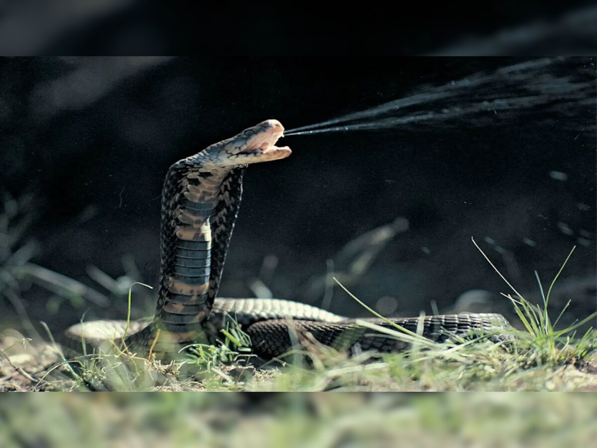 snake farming in village of china zhejiang province know the history ...