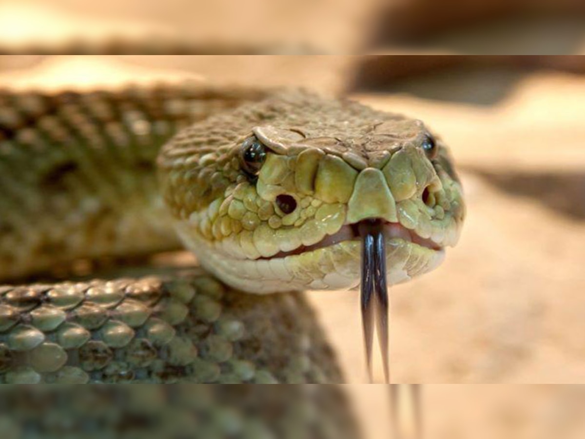 snake farming in village of china zhejiang province know the history ...