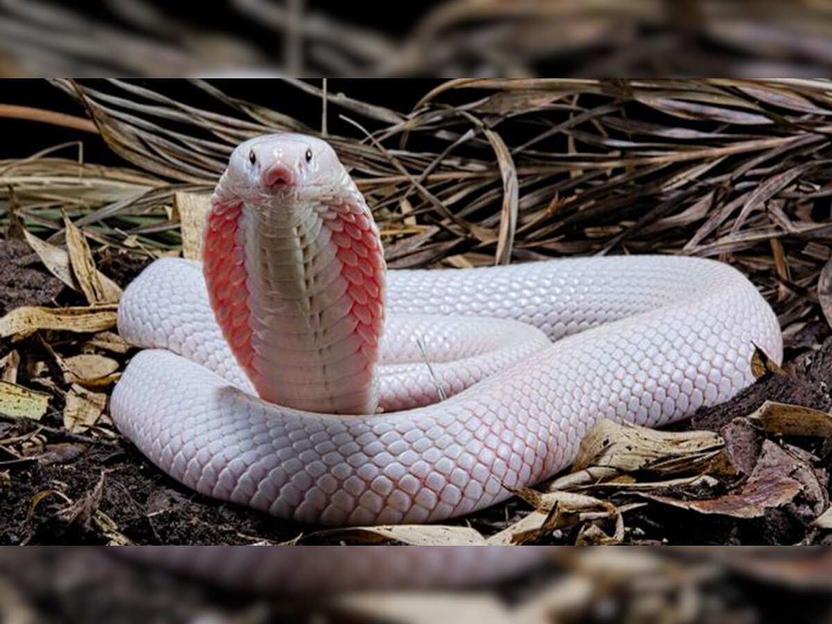 snake farming in village of china zhejiang province know the history ...
