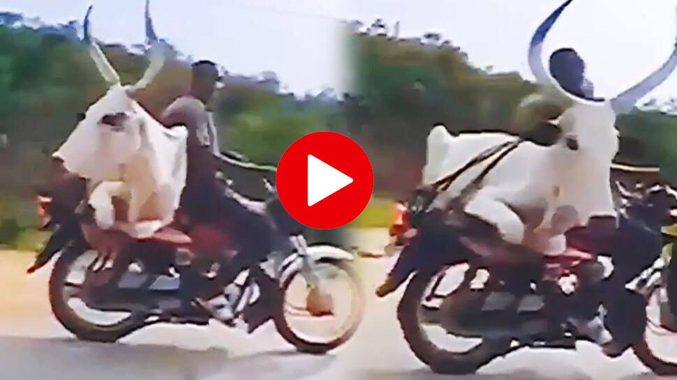 bull riding on man bike funny and shocking video viral in social media ...