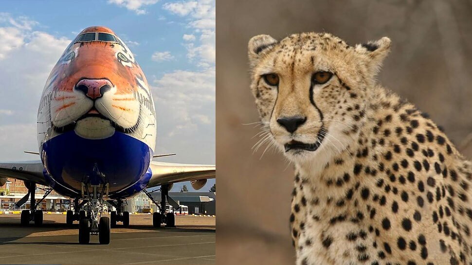 Project Cheetah of India after 70 years cheetah will introduced in ...