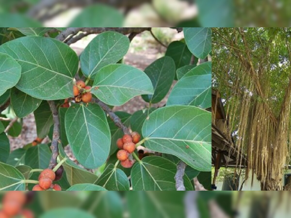 pitru paksha-2022 pipal bargad belpatra tulsi shami tree puja pitra ...