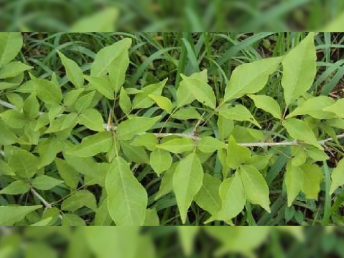 pitru paksha-2022 pipal bargad belpatra tulsi shami tree puja pitra ...