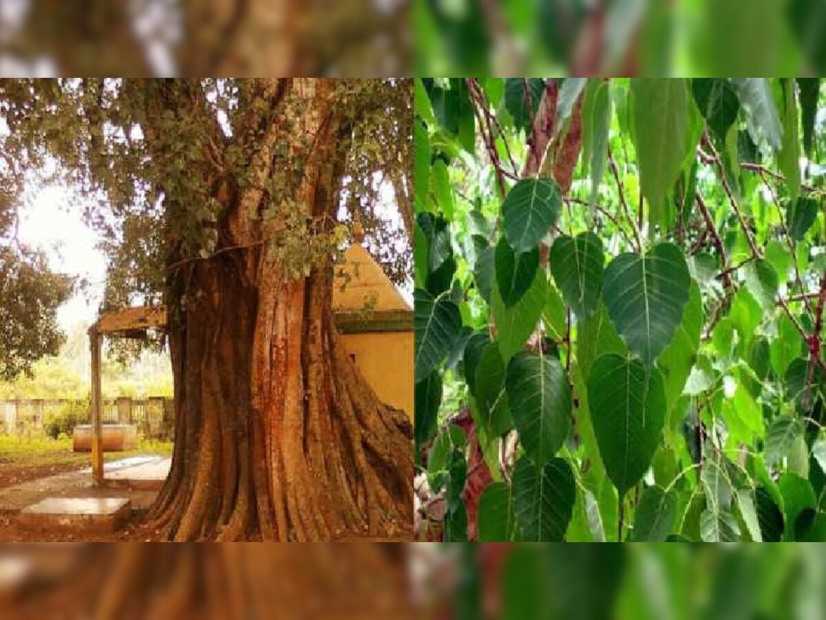 pitru paksha-2022 pipal bargad belpatra tulsi shami tree puja pitra ...