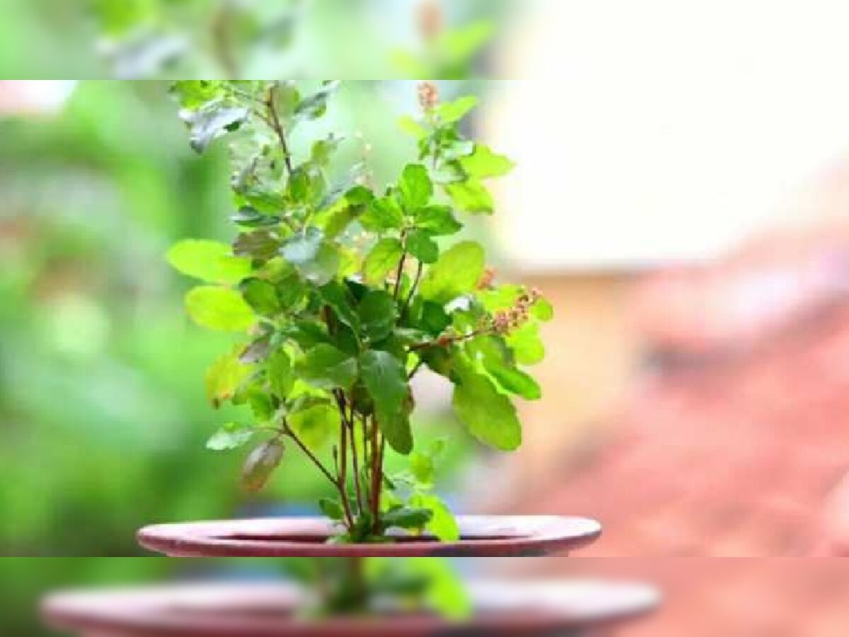 pitru paksha-2022 pipal bargad belpatra tulsi shami tree puja pitra ...