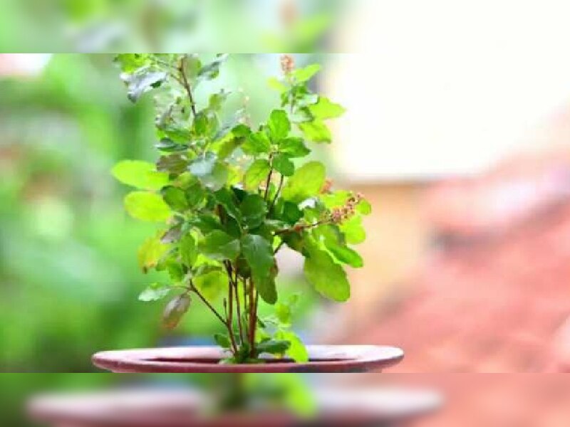 pitru paksha-2022 pipal bargad belpatra tulsi shami tree puja pitra ...