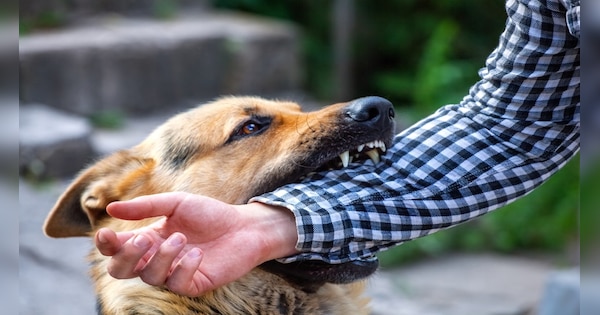Dog Bite Treatments How To Prevention And Treatment Of Dog Bites