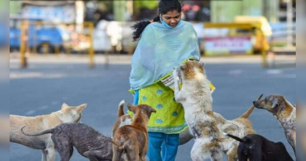 If Dog bite first wash that portion with clean water advised experts ...