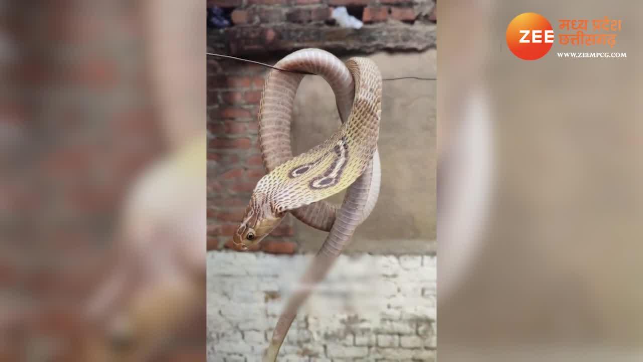 cobra snake sitting thin fun felakar betha naag saap viral video mpsn ...